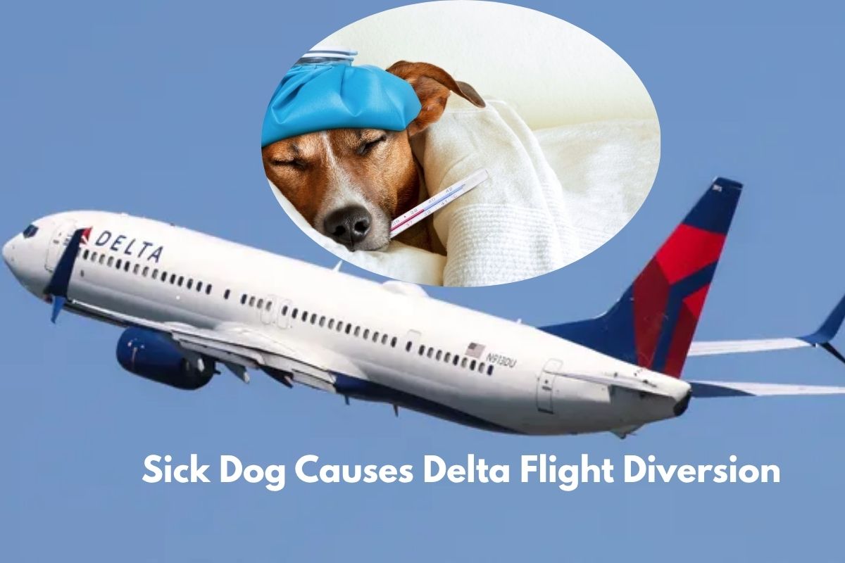 Delta Flight Diverted To Minneapolis After Dog Became Ill Mid-Flight